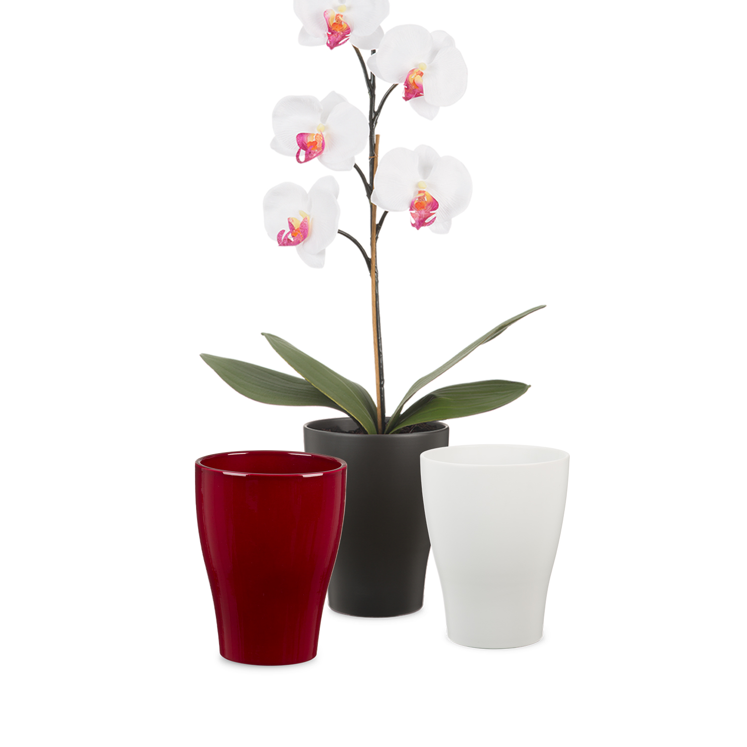 Velvet Orchid - Scheurich