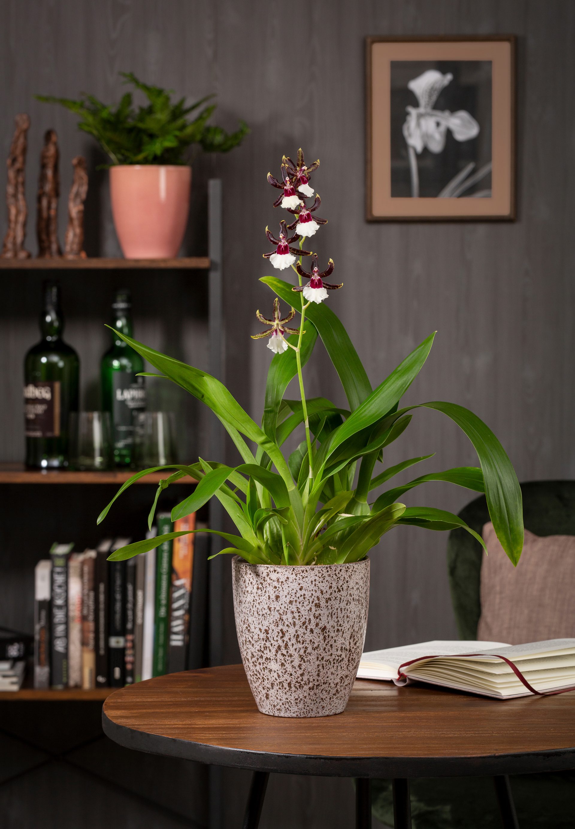 Solido Orchid pots - Scheurich