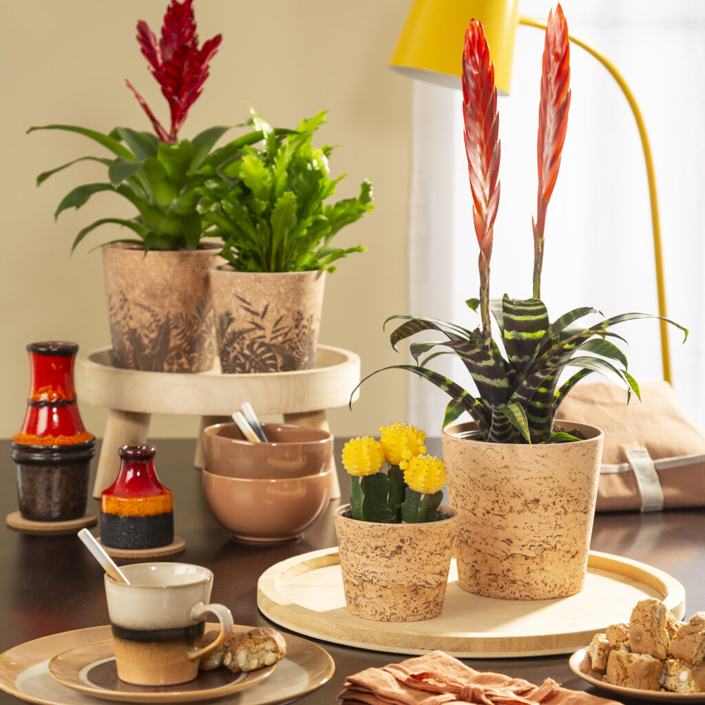 Cork Style - Scheurich