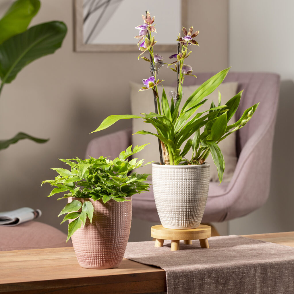 Lychee and Glass Taupe - Scheurich